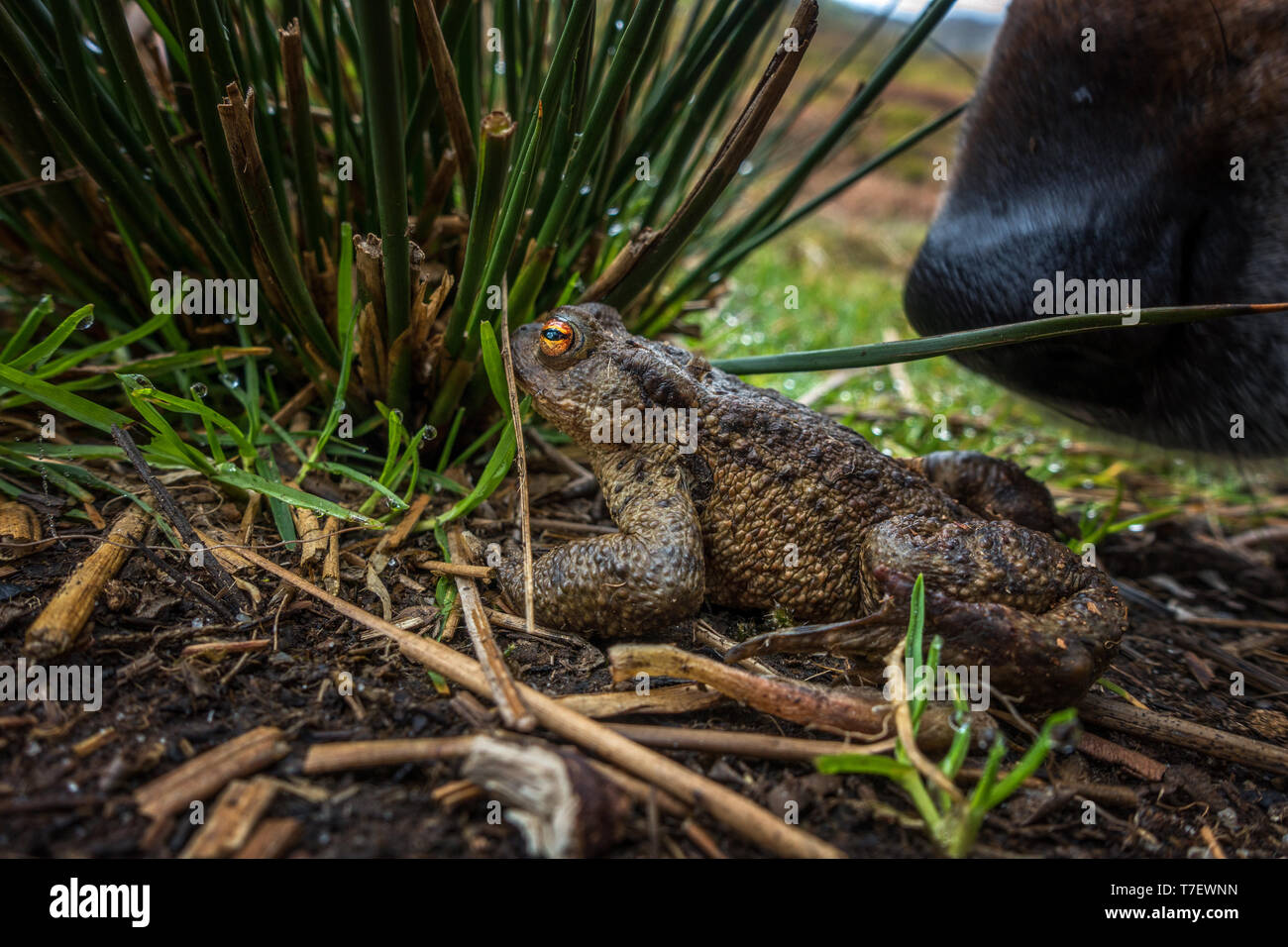 Close up of a dog sniffing a toad on moorland Stock Photo - Alamy