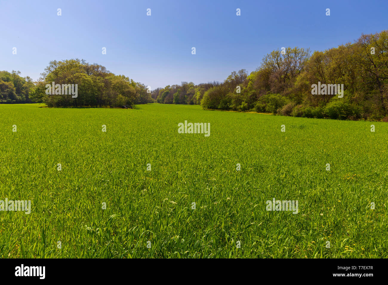 Spring colors in the forest Stock Photo - Alamy
