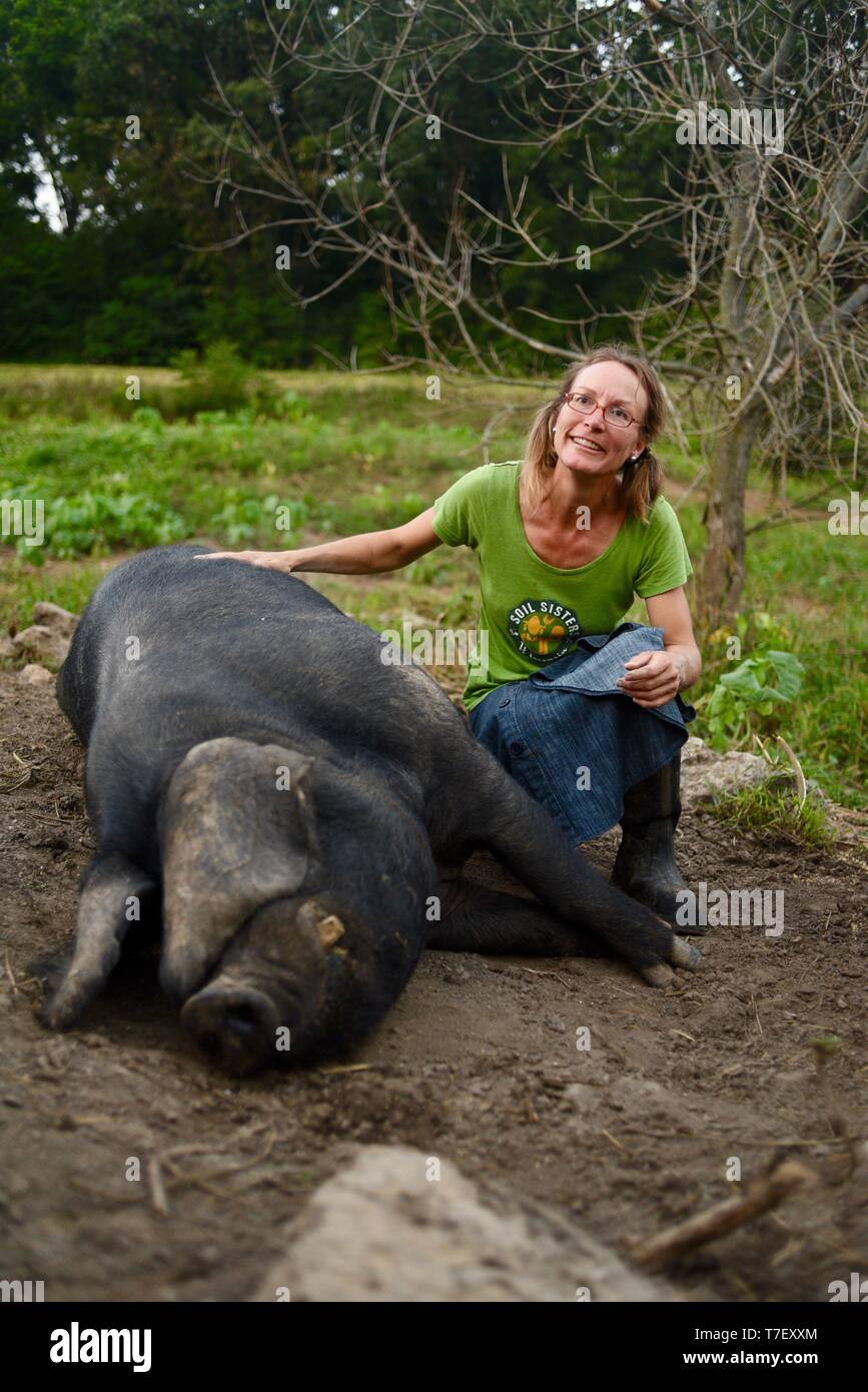 Large Black Pig