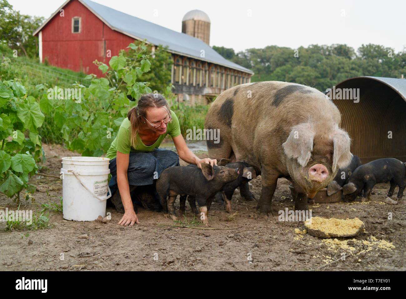 Woman Feeding Pig High Resolution Stock Photography and Images - Alamy