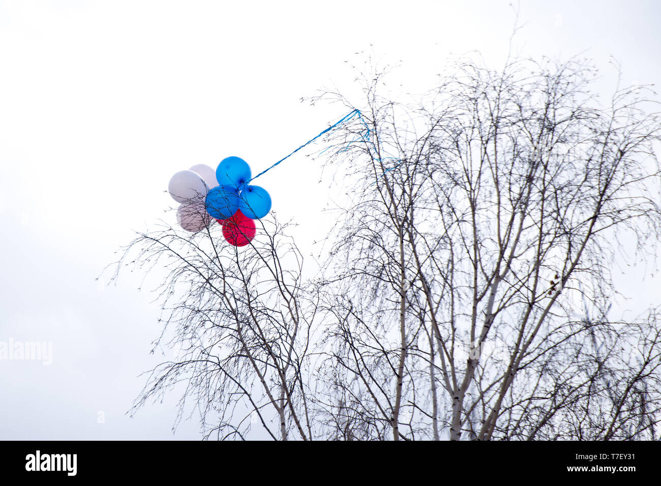 Pink balloons on a tree branch, balloons caught on tree Stock Photo - Alamy