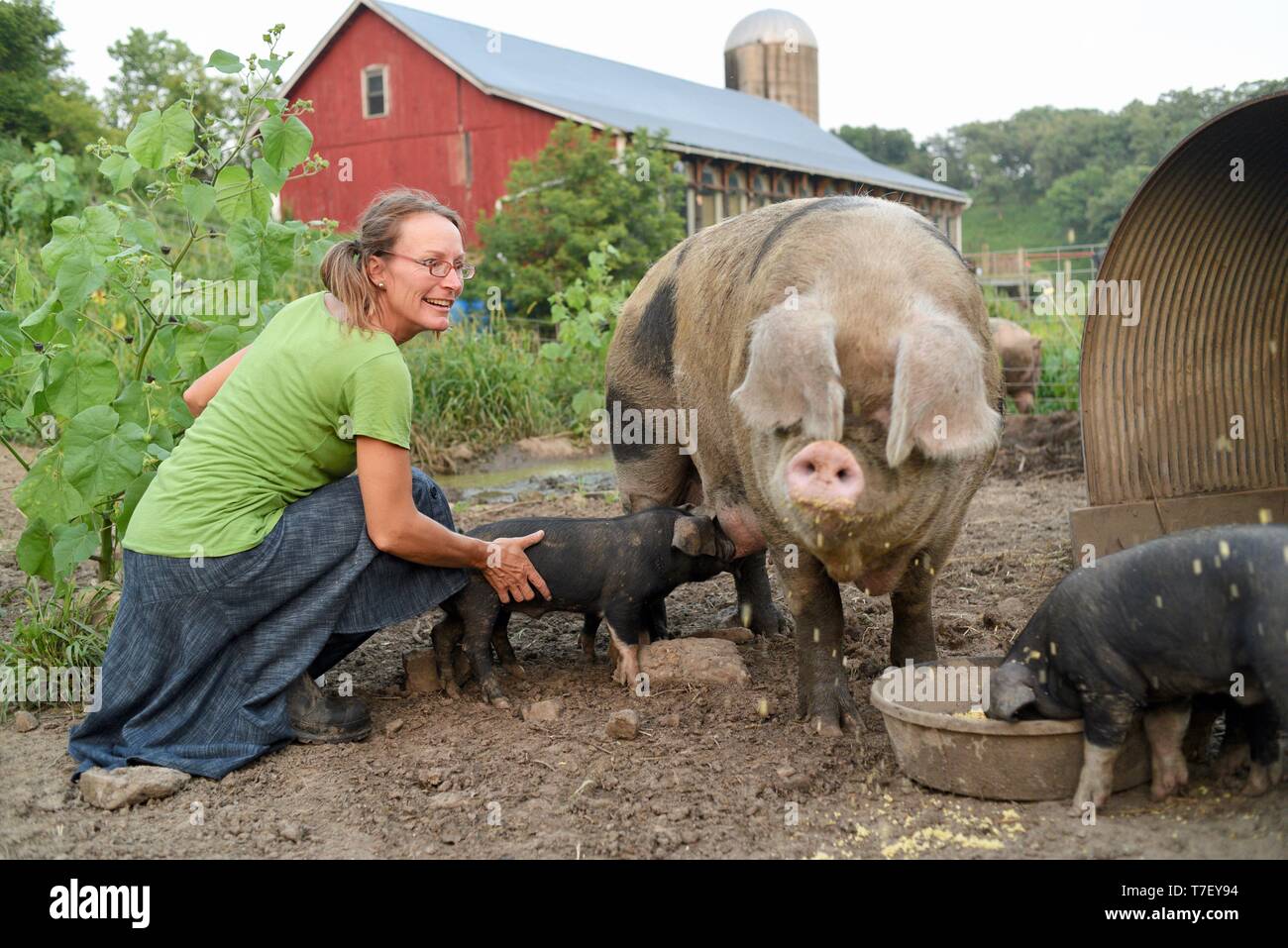 Cross breed pig hi-res stock photography and images - Alamy
