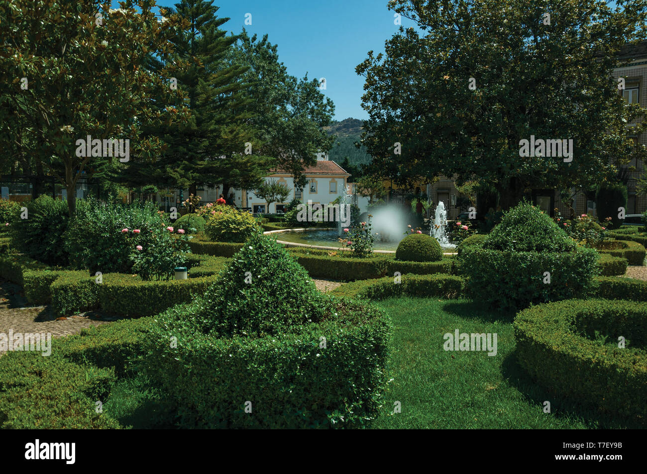 Leafy hedge and green bushes in a wooden garden with fountain at ...