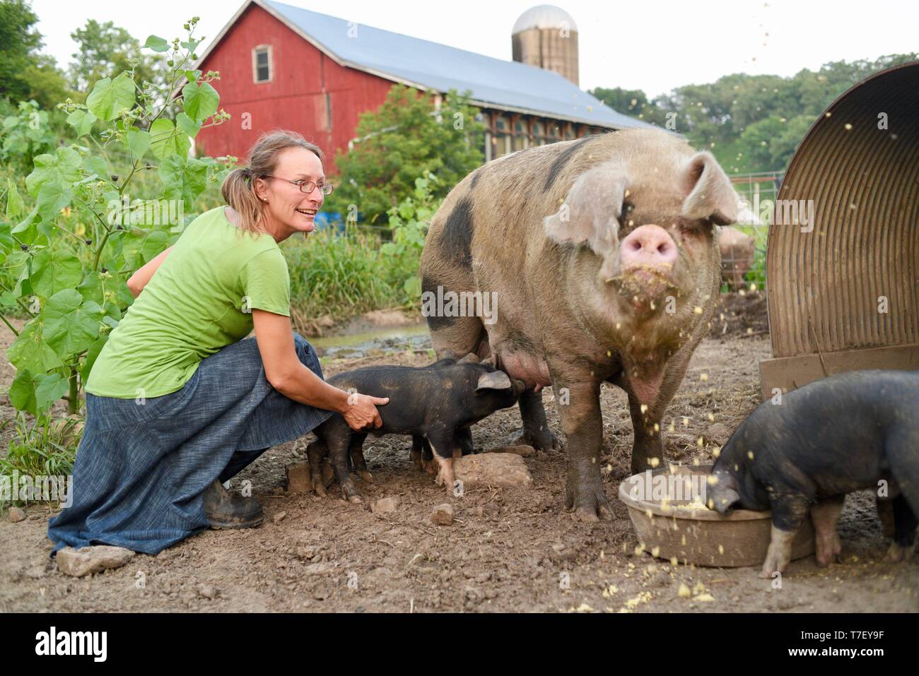 Woman Feeding Pig High Resolution Stock Photography and Images - Alamy