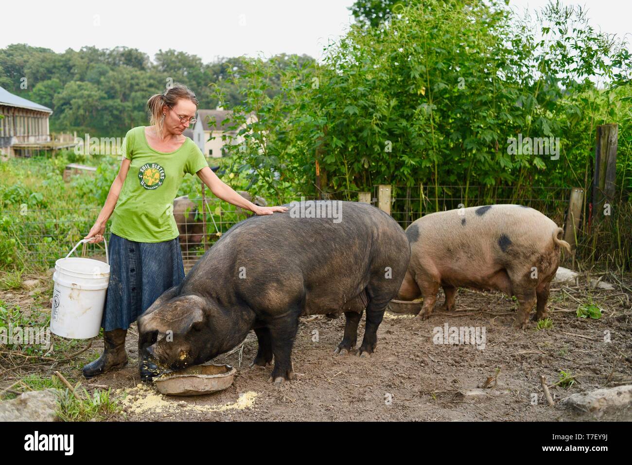 Stroking a pig hi-res stock photography and images - Alamy