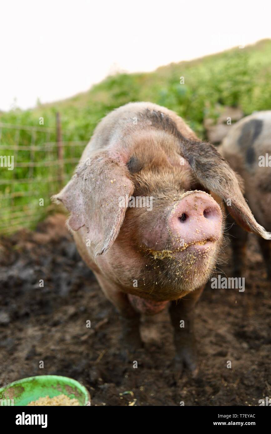 Close up of Gloucestershire Old Spots (GOS) hog heritage breed pig ...