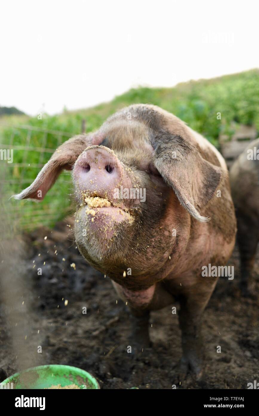 Hogs head hi-res stock photography and images - Alamy