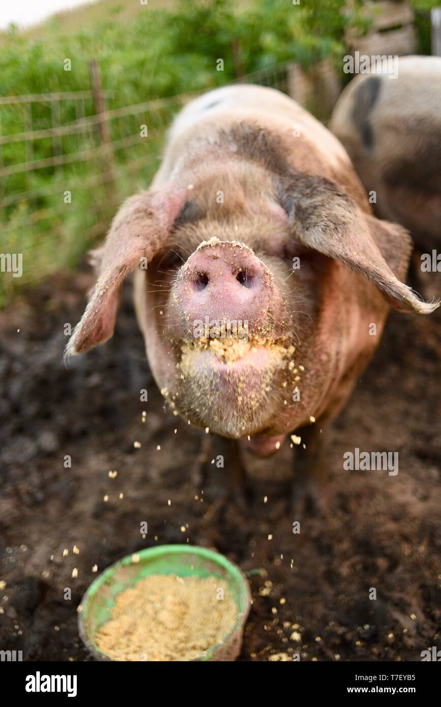 Close up of Gloucestershire Old Spots (GOS) hog heritage breed pig ...