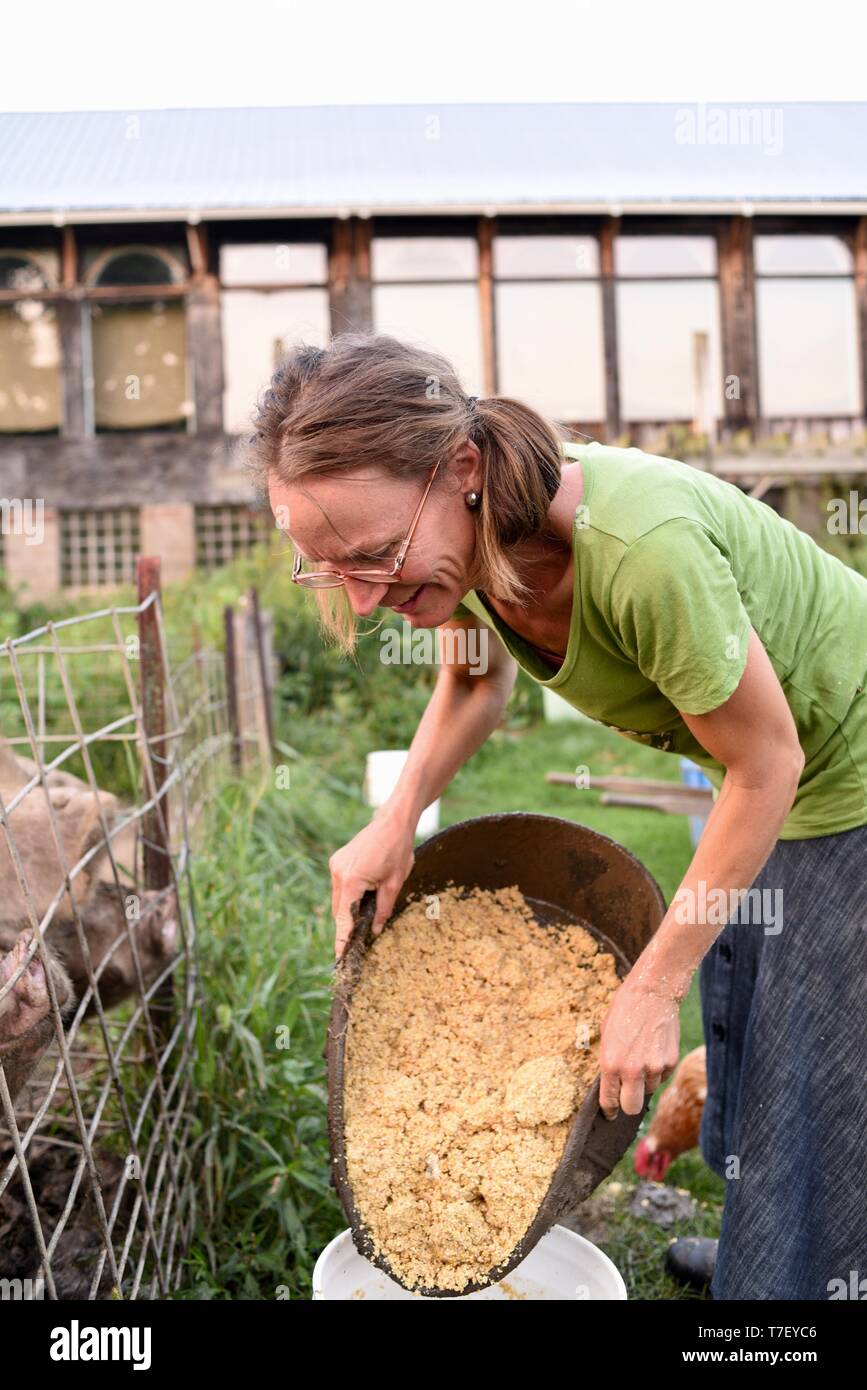Farmer pigs barn hi-res stock photography and images - Alamy