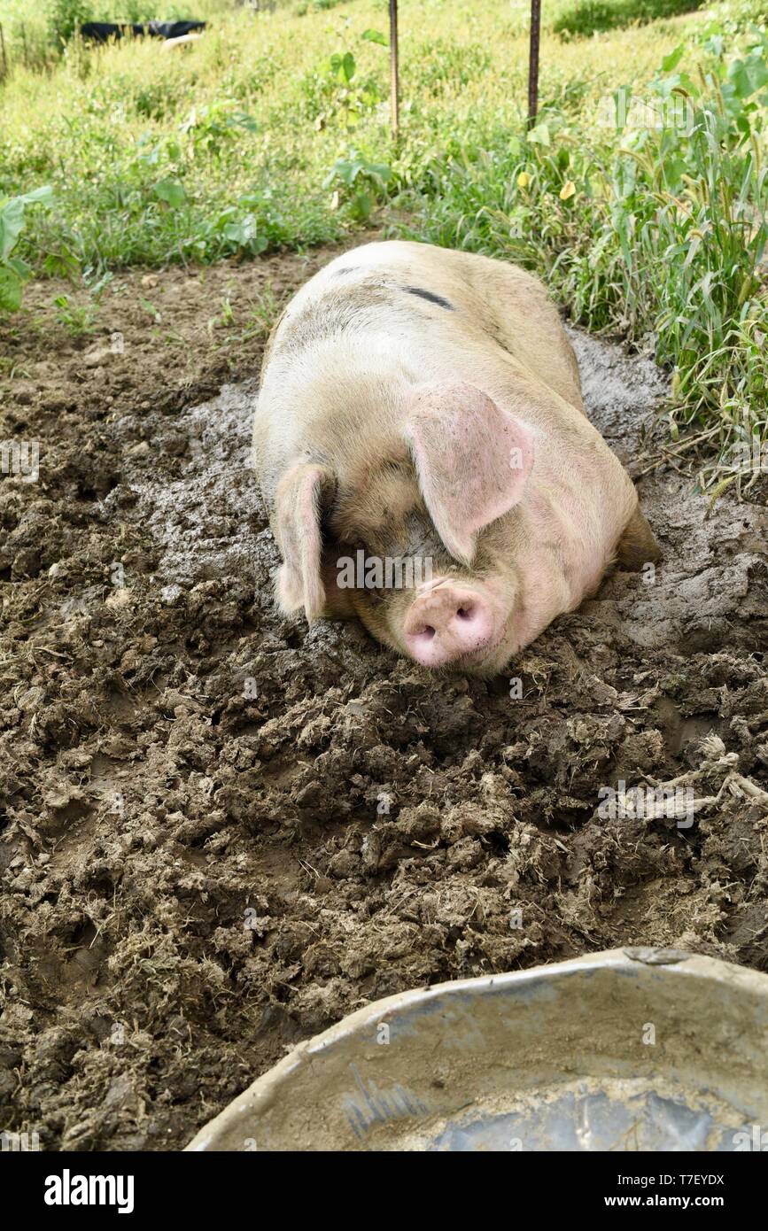 Close up of Gloucestershire Old Spots (GOS) hog heritage breed pig ...
