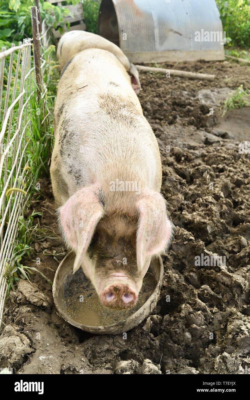 Muddy pig pen hi-res stock photography and images - Alamy