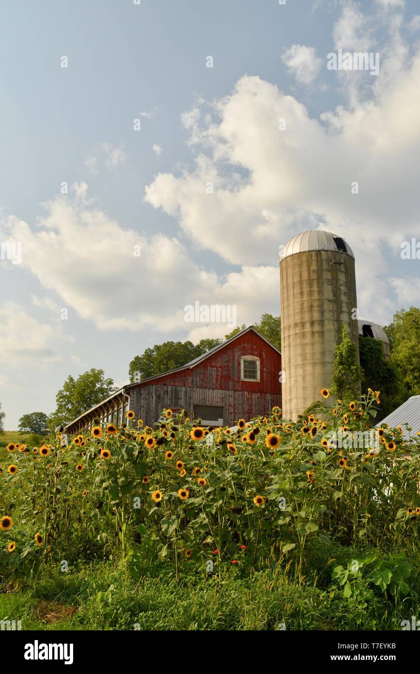 Working pig farm, with sunflowers, barn, silo, barn converted to event ...