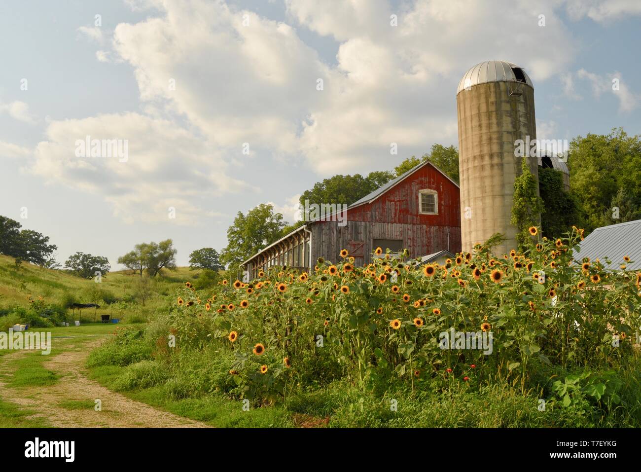 Old barn with sunflowers hi-res stock photography and images - Alamy