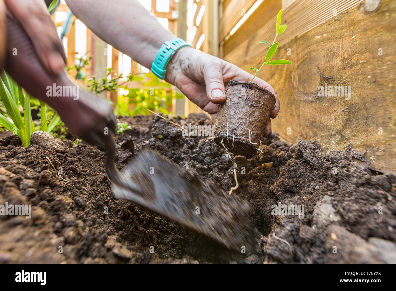 Pea plant roots hi-res stock photography and images - Alamy