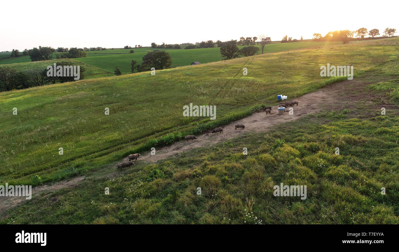 Aerial view from drone of working farm at sunset with Gloucester Old ...