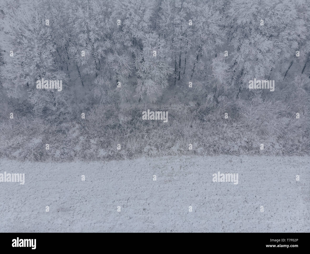 Field and white frozen trees in fog in winter, aerial view from the ...