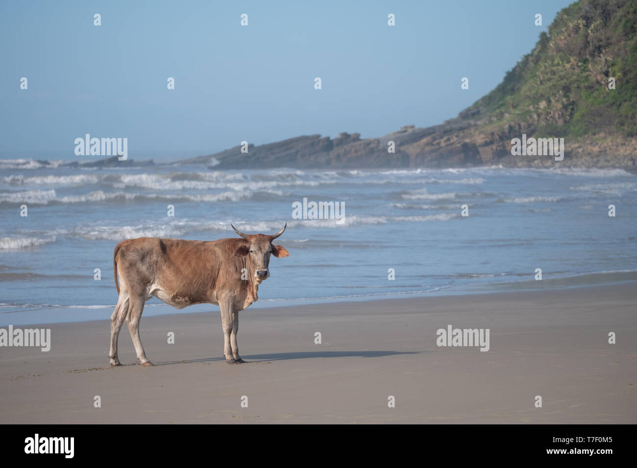 Cattle in transkei hi-res stock photography and images - Alamy