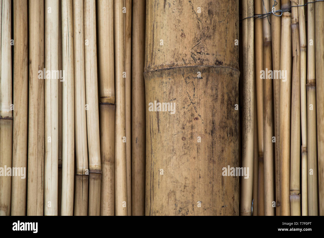 Bamboo sticks in stacks in view Stock Photo - Alamy