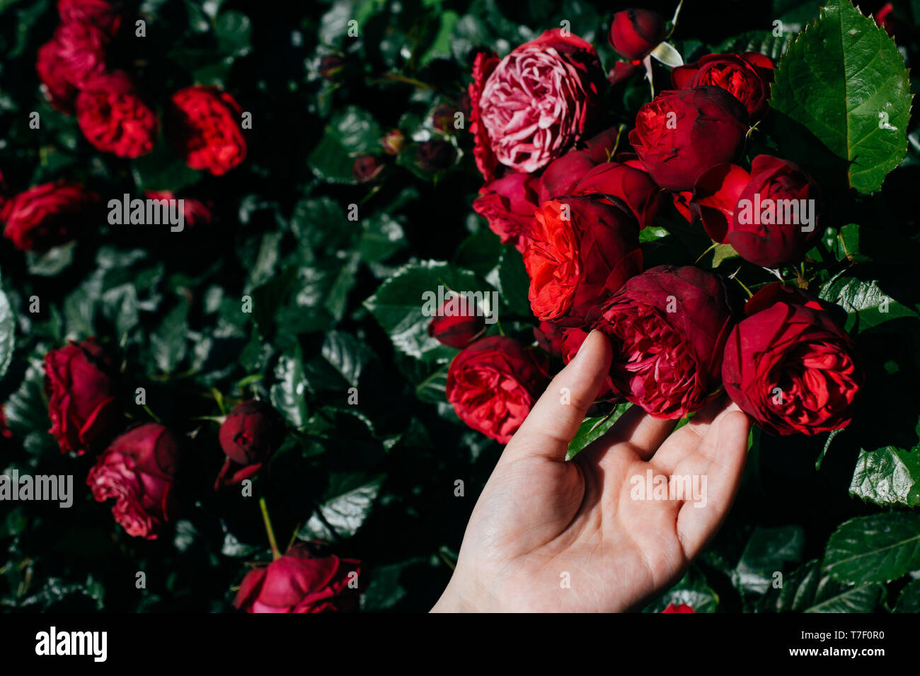 Beautiful fresh roses in hand Stock Photo - Alamy
