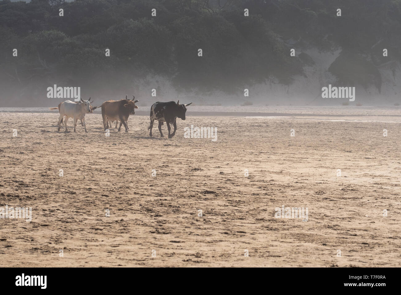 Transkei cattle hi-res stock photography and images - Alamy