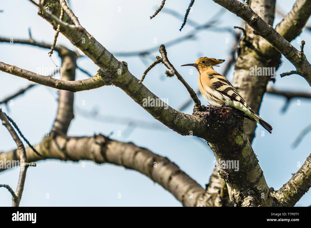 Eurasian hoopoe, a sandy brown bird with long beak and black and white ...