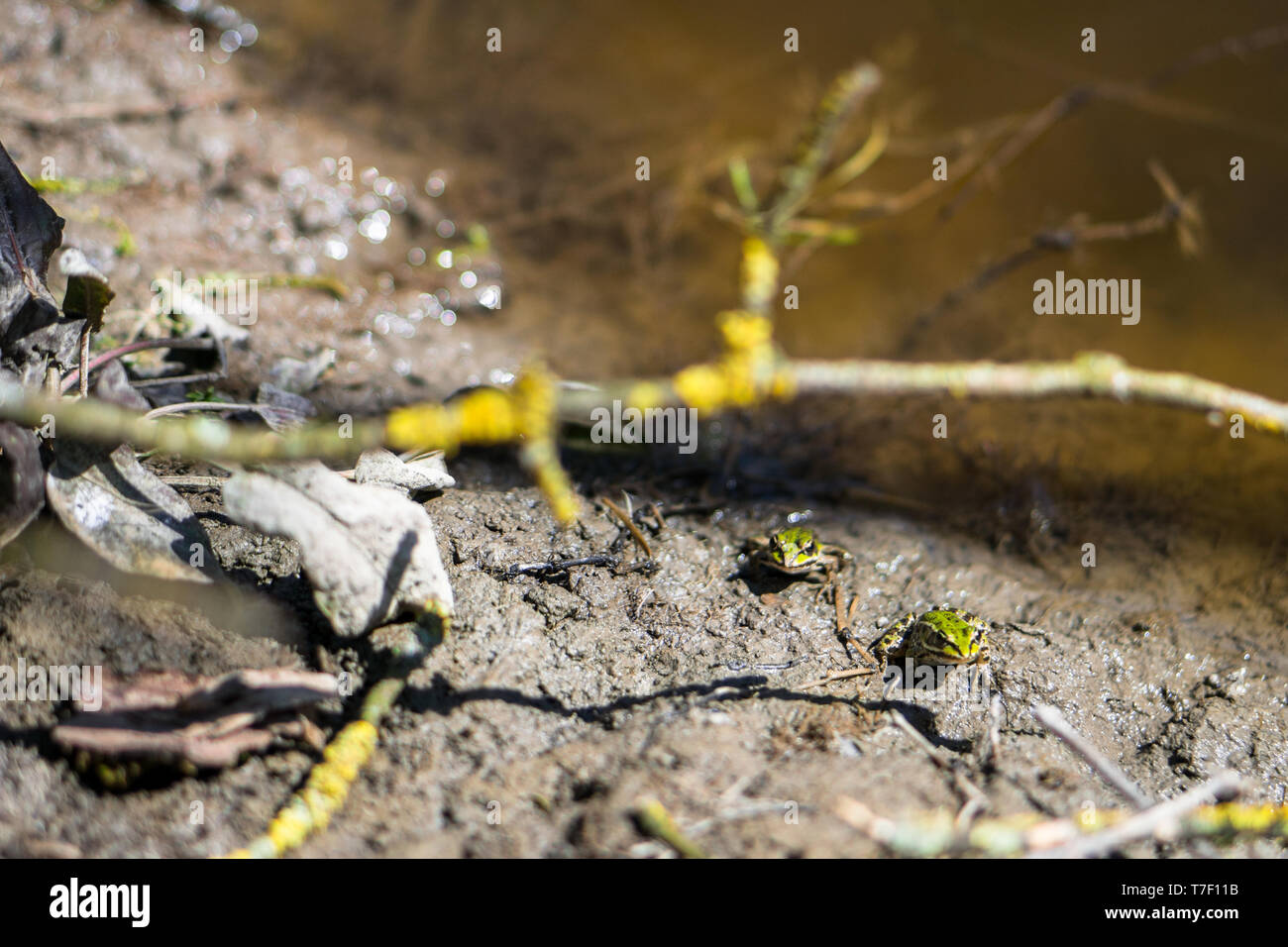 Two frogs (Pelophylax lessonae) focus on a frog forward. River frogs ...