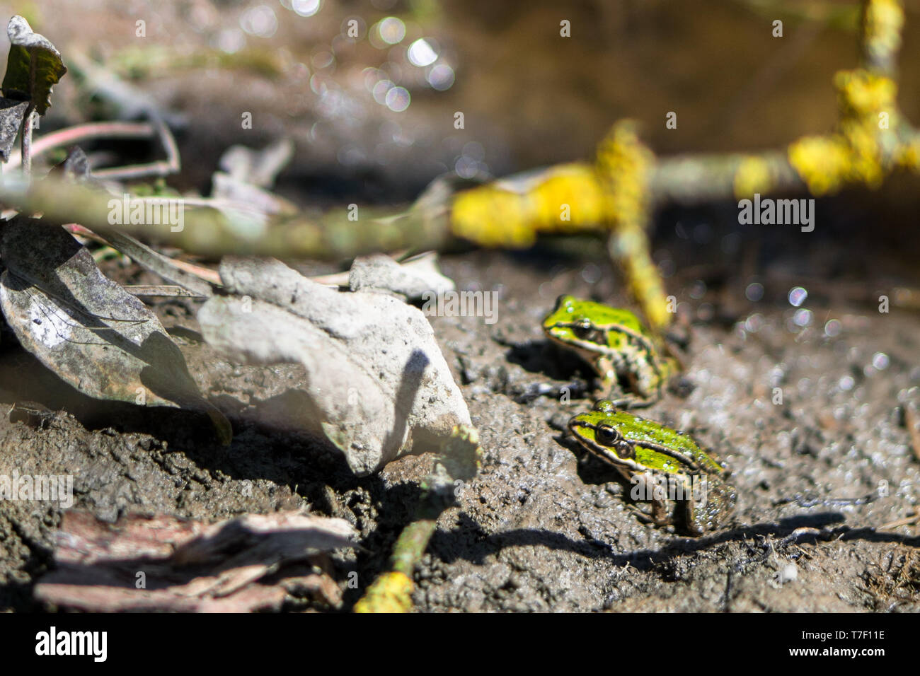 Two frogs (Pelophylax lessonae) focus on a frog forward. River frogs ...