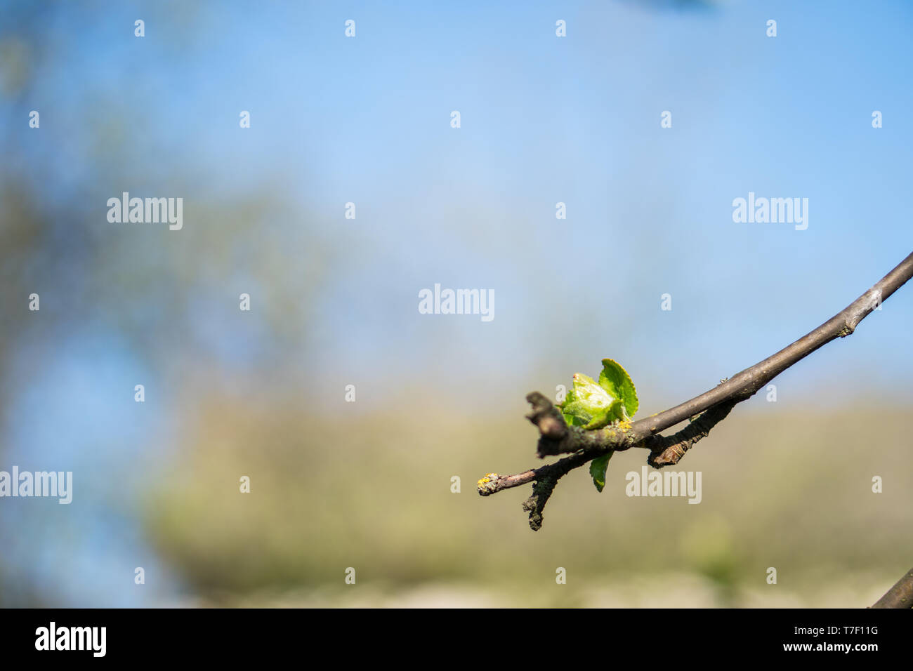 Spring budding oak tree hi-res stock photography and images - Alamy
