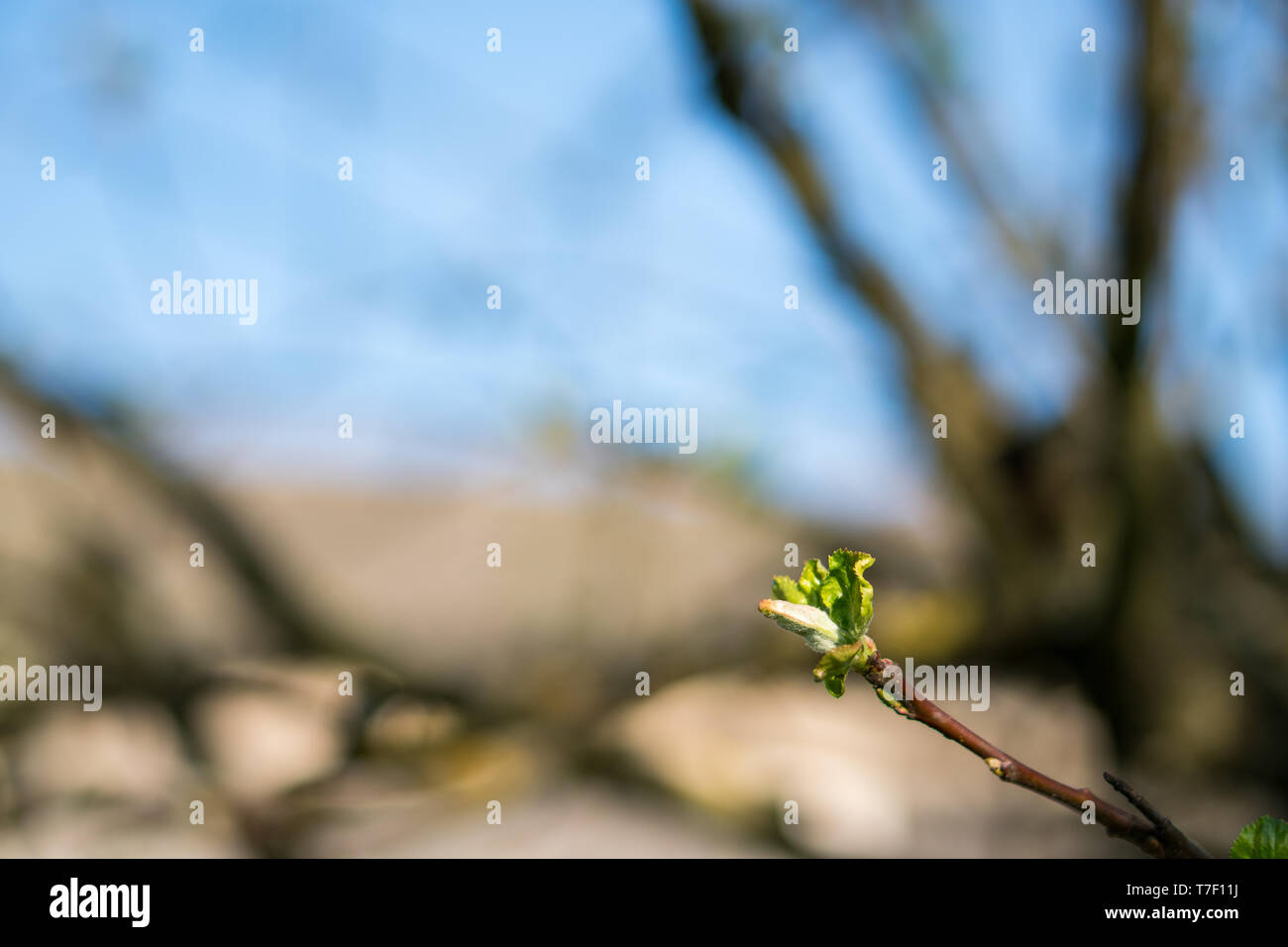 Spring budding oak tree hi-res stock photography and images - Alamy