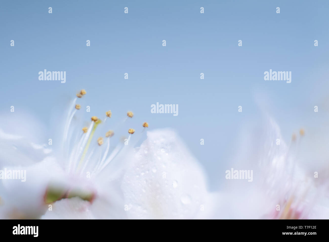 Soft spring floral background full of gradients. At the bottom of the ...