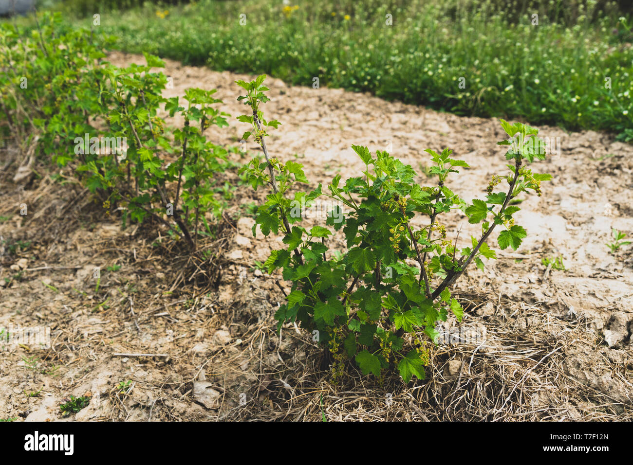 Blackcurrant field. Black currant is planted in rows. Black currant is ...