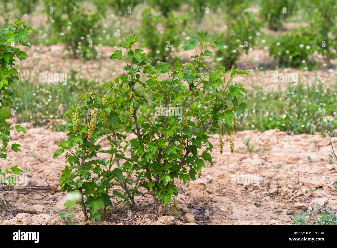 Blackcurrant field. Black currant is planted in rows. Black currant is ...