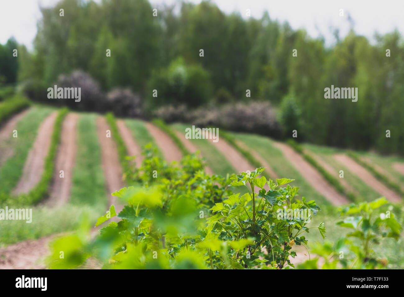 Blackcurrant field. Black currant is planted in rows. Black currant is ...