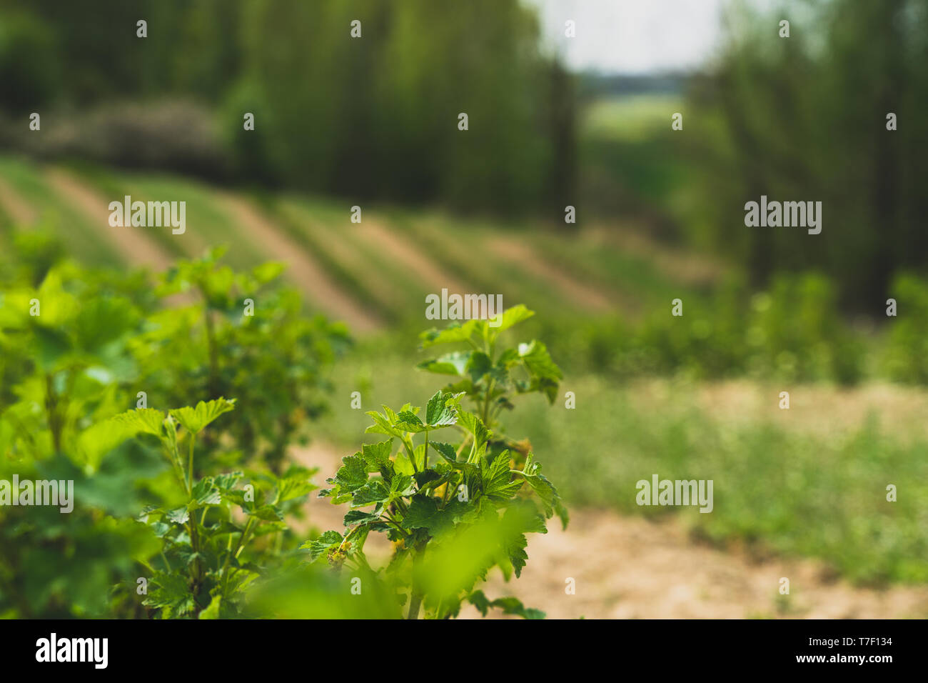 Blackcurrant field. Black currant is planted in rows. Black currant is ...