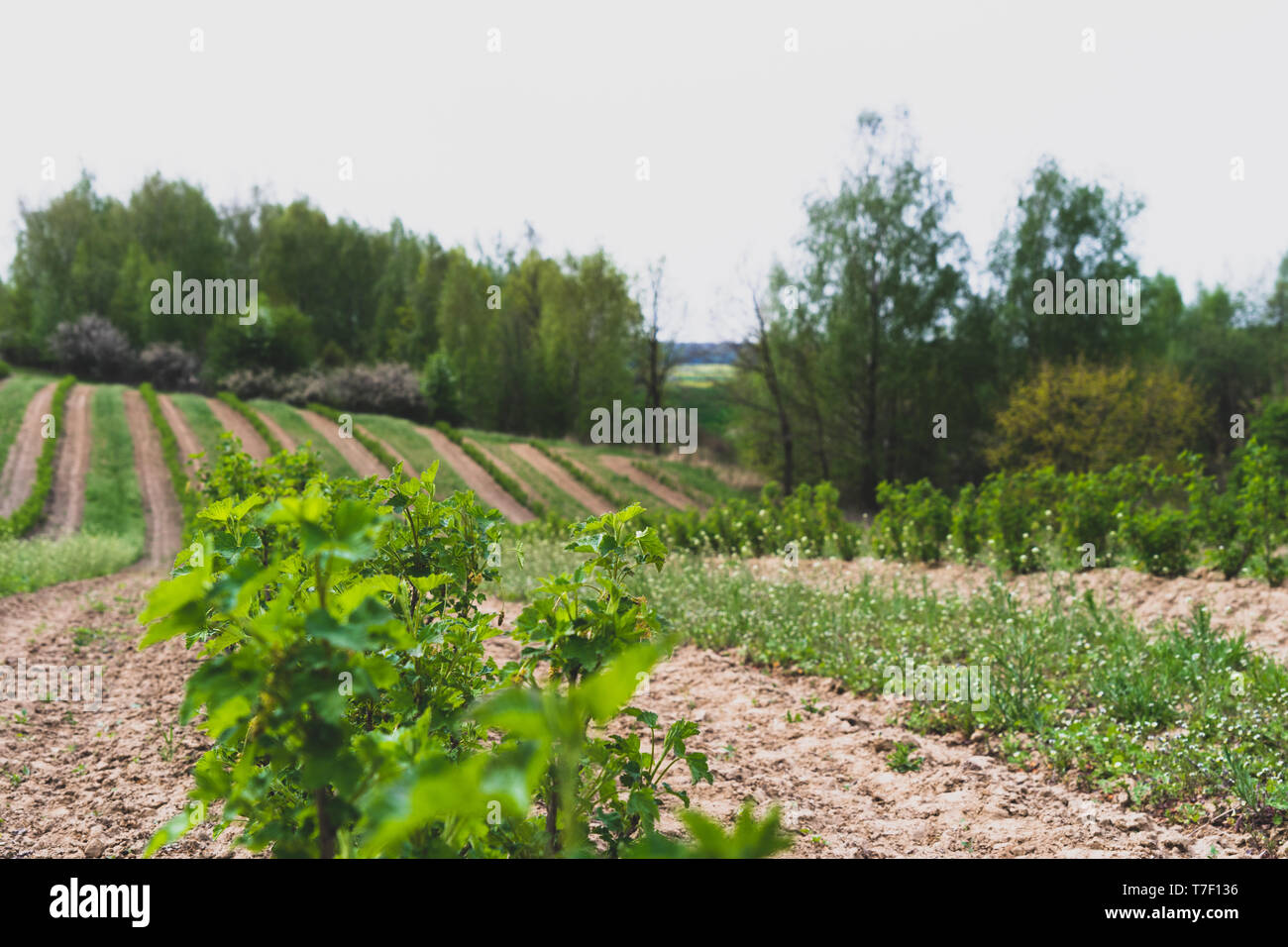 Blackcurrant field. Black currant is planted in rows. Black currant is ...