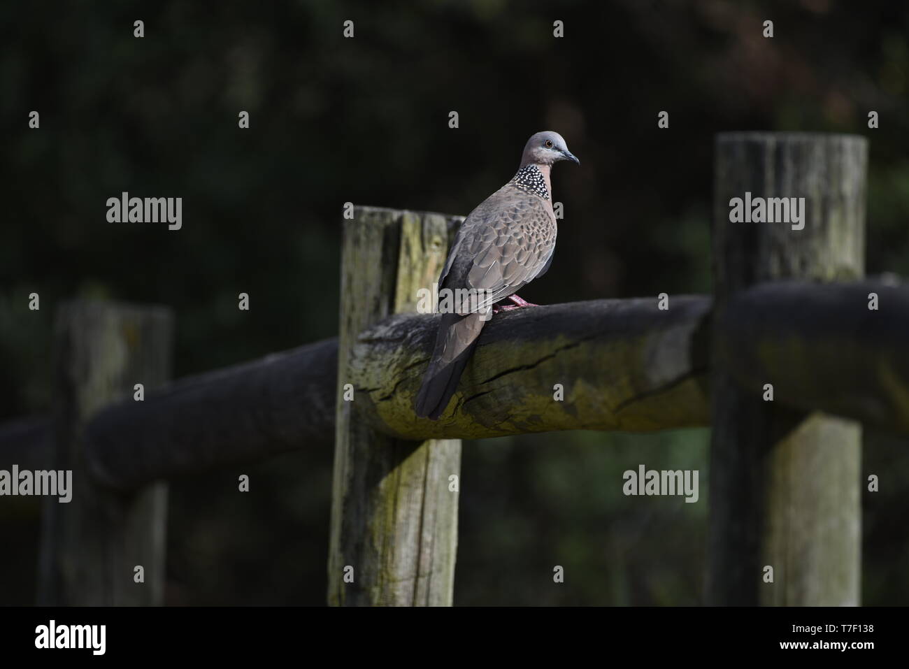 Dove of australia hi-res stock photography and images - Alamy