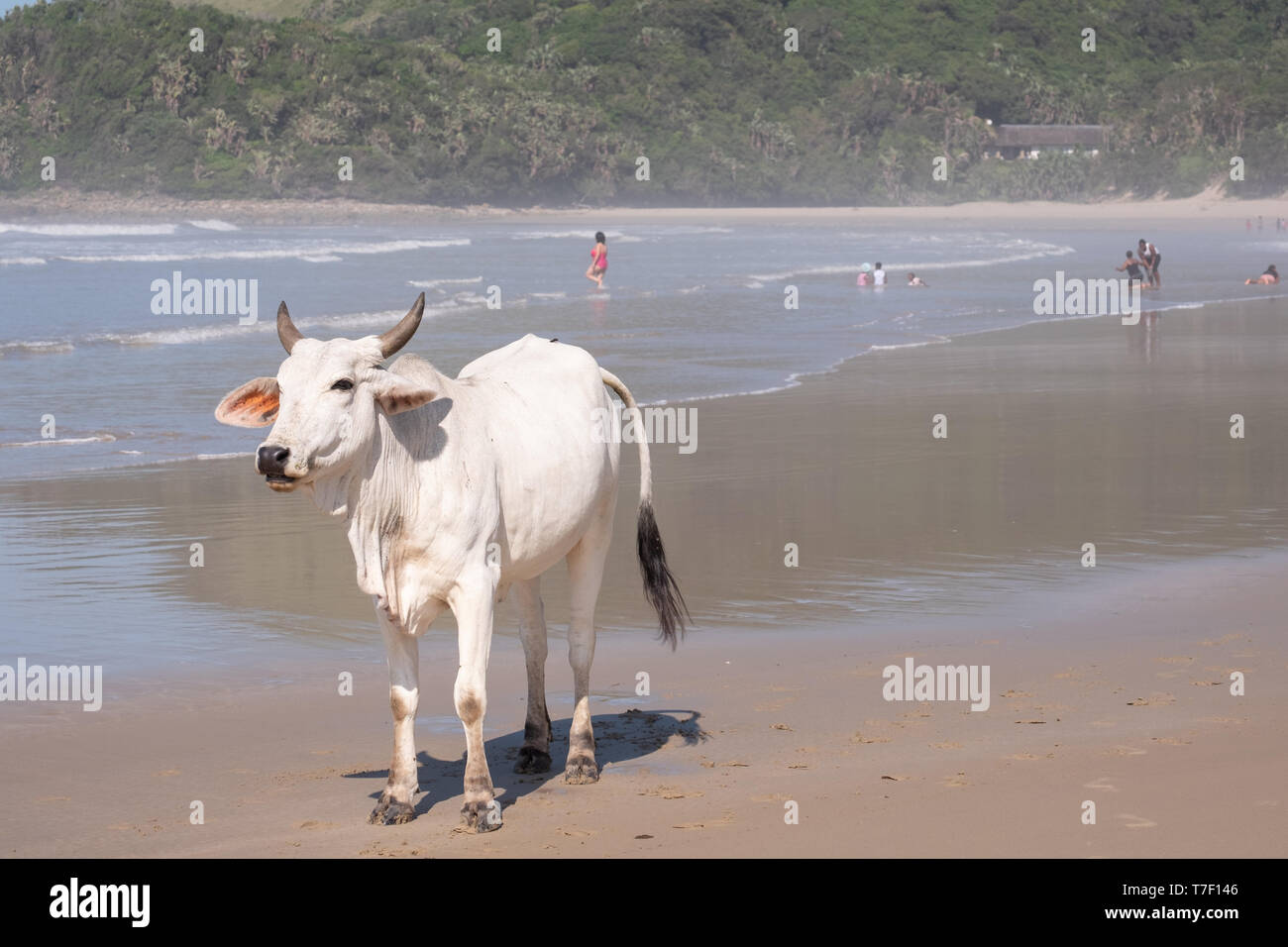 Nguni cow at Second Beach, Port St Johns on the wild coast in Transkei ...