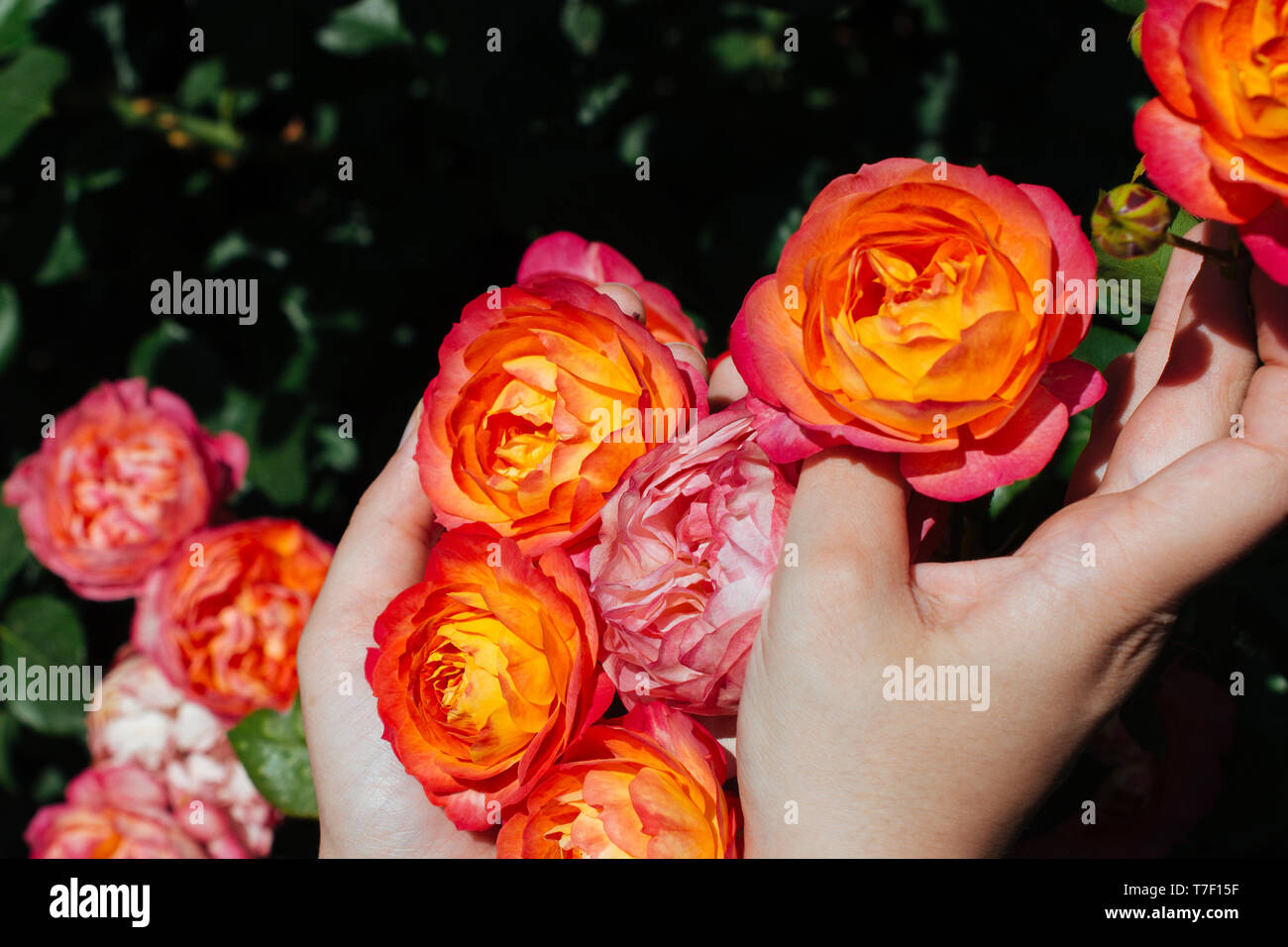 Beautiful fresh roses in hand Stock Photo - Alamy