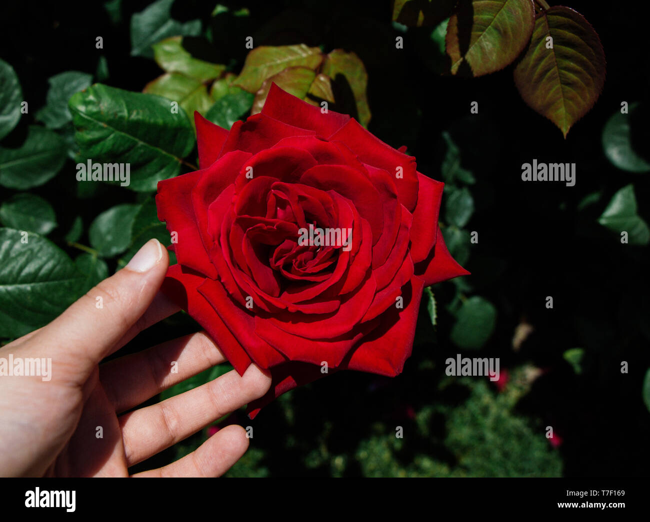 Hand holding rose bloom in in the garden Stock Photo - Alamy