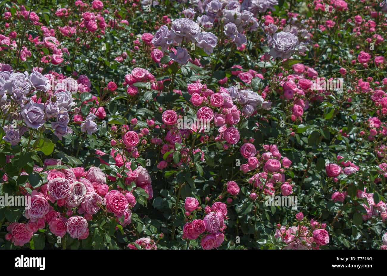 Rose garden full of beautiful fresh roses Stock Photo - Alamy