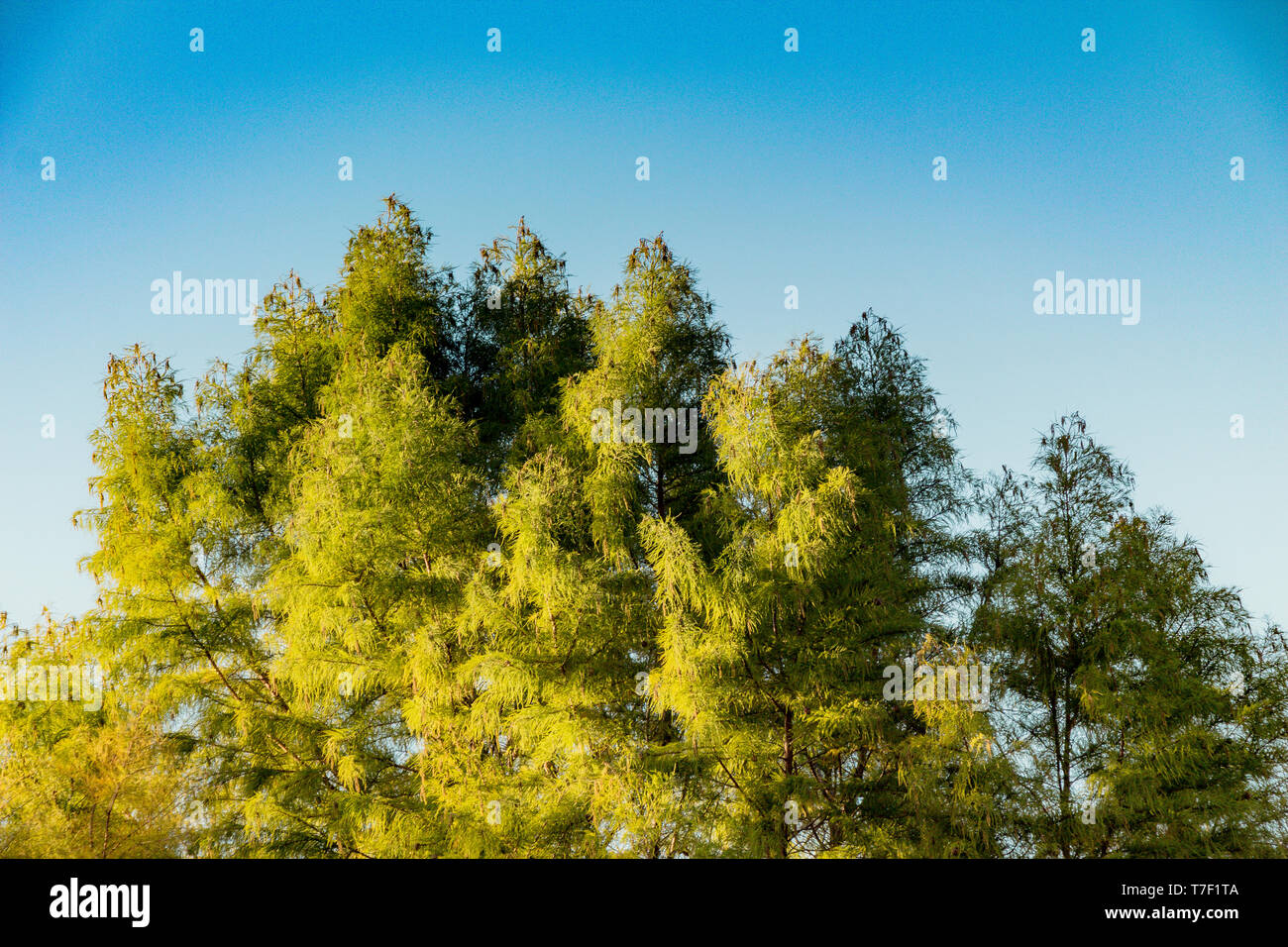 Top part of tree leaves with branches with sky view Stock Photo - Alamy