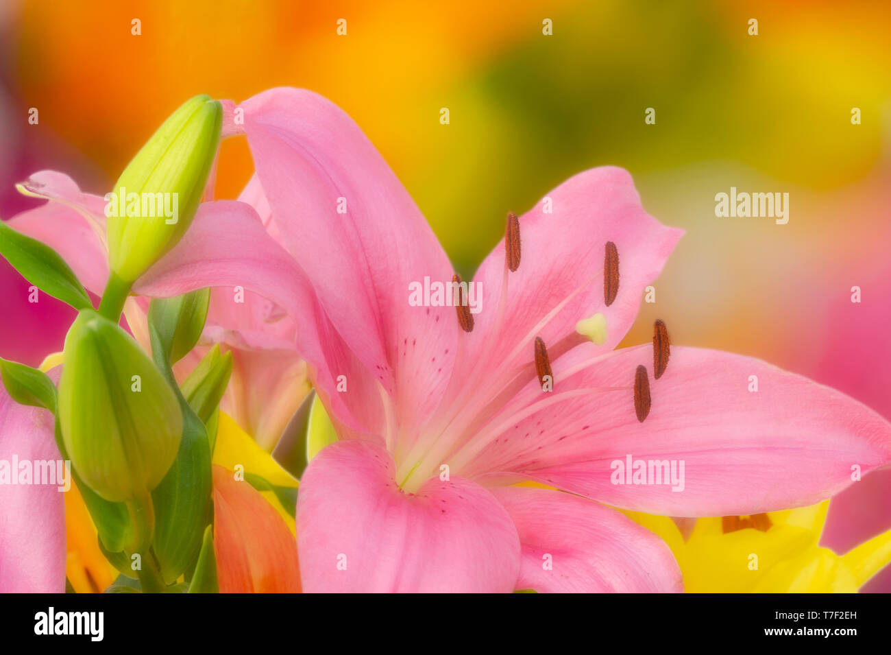 Artistic curves hi-res stock photography and images - Alamy