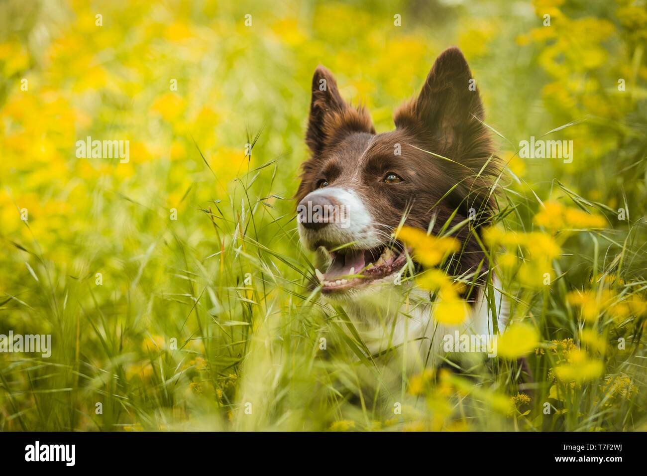 Portrait of cute brown and white border collie dog with mouth open ...