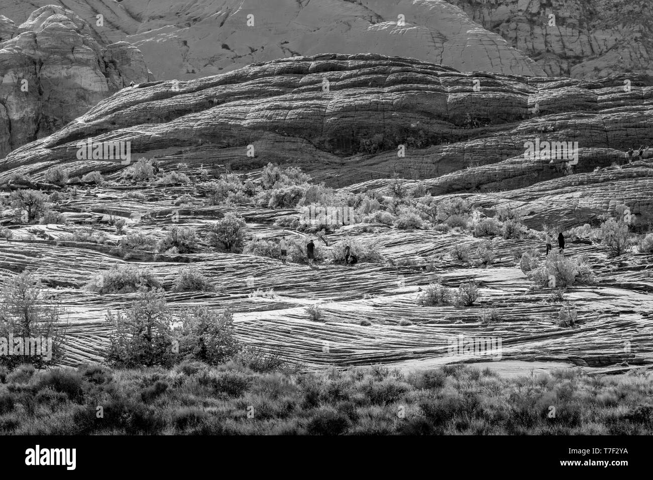 Snow Canyon in Utah - UTAH, USA - MARCH 20, 2019 Stock Photo - Alamy