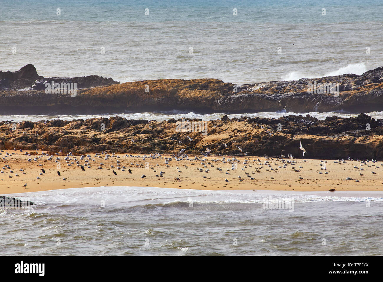 View of Mogador Island from a Beach in Essaouira Morocco with a Seagull ...