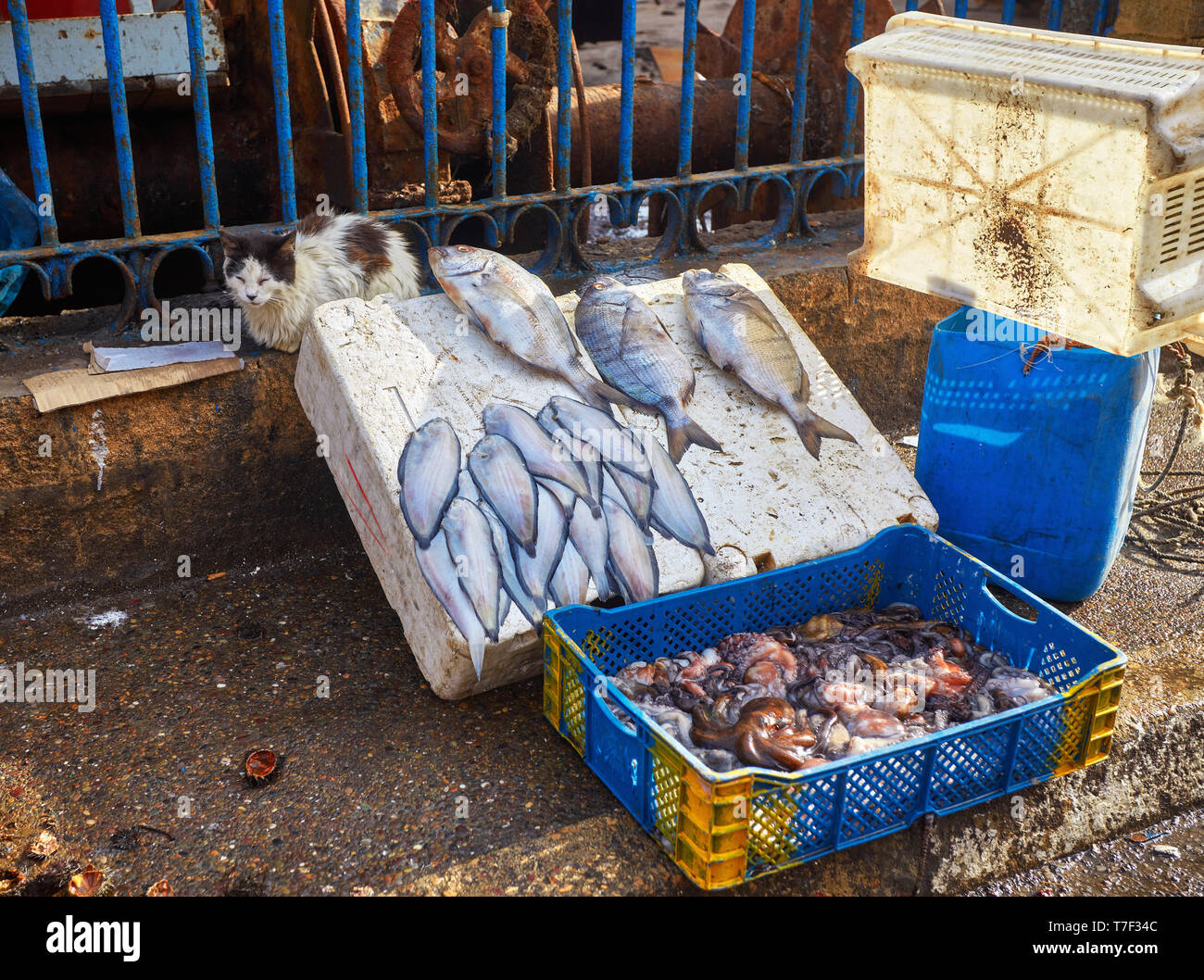 Real fish market and fresh fish, seafood from Atlantic ocean in Morocco ...