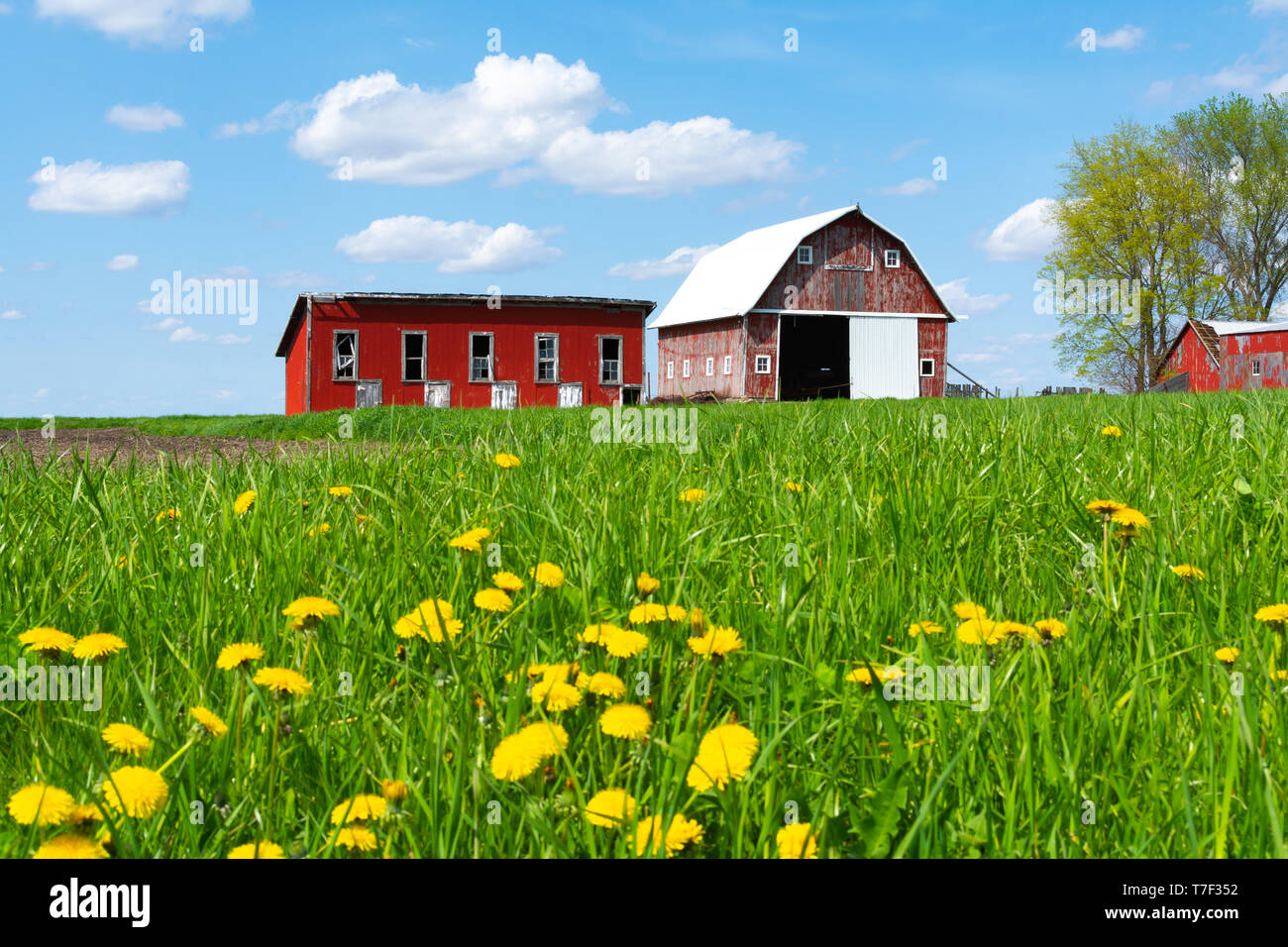 Wooden red farm buildings in open grass field on a Spring afternoon ...