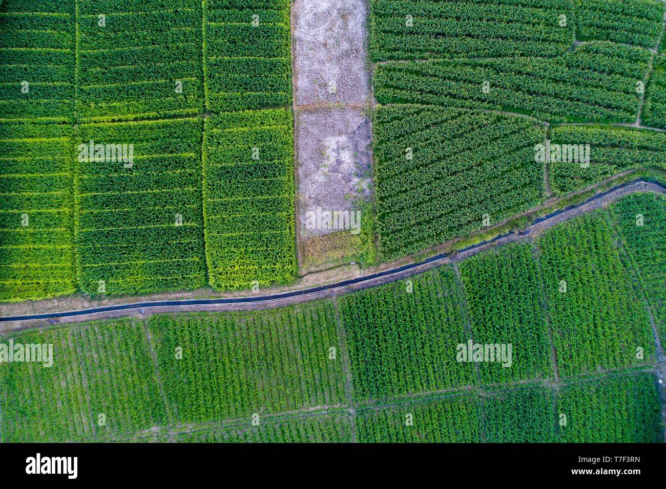 Topview Corn Farm with little canal in the middle Stock Photo - Alamy