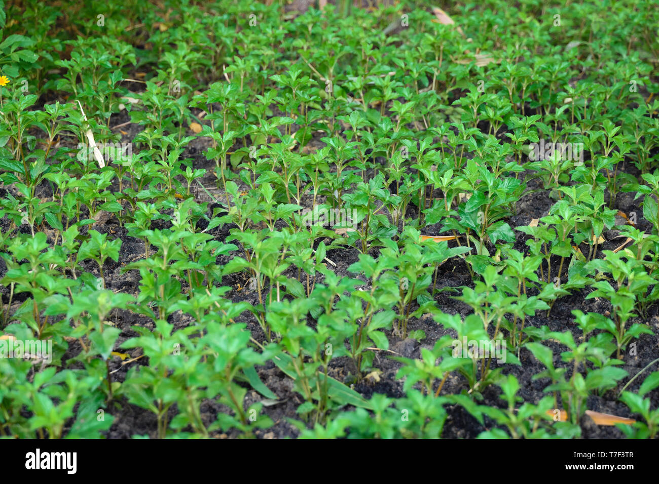 planting little tree in the garden in the row and column grid Stock ...