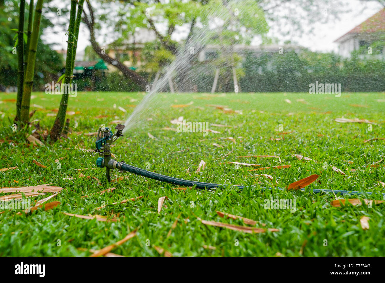 closeup sprinkle splashing water on grass in the garden Stock Photo - Alamy